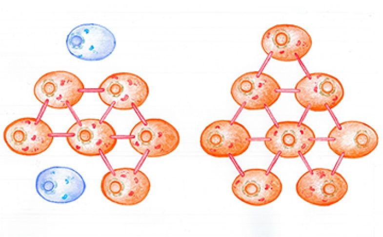 Connexins: Cellular Communication and Disease - UDD